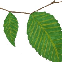 Laura Houston – Children's Author